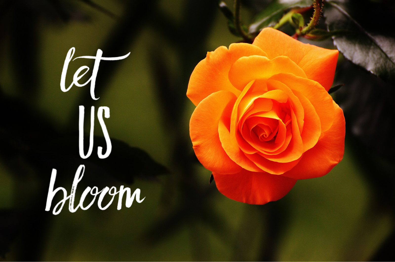 Let Us Bloom