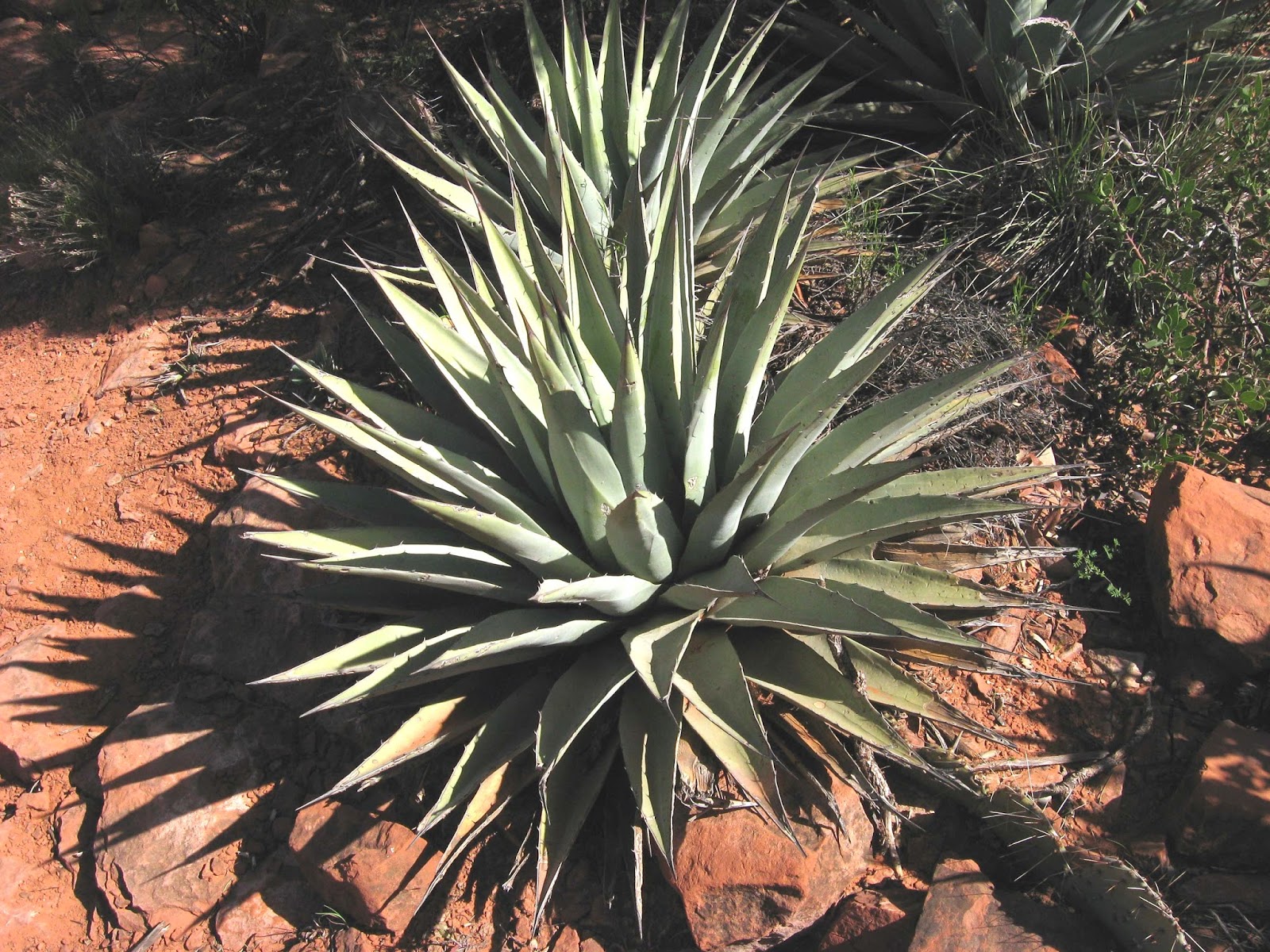 Silver Parrot: Sedona