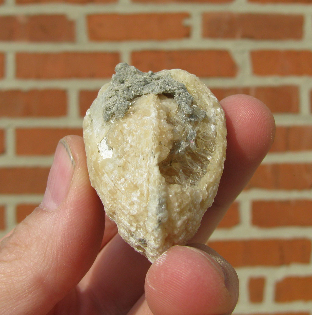 Views of the Mahantango: Anadara sp. fossil Pelecypod from Florida