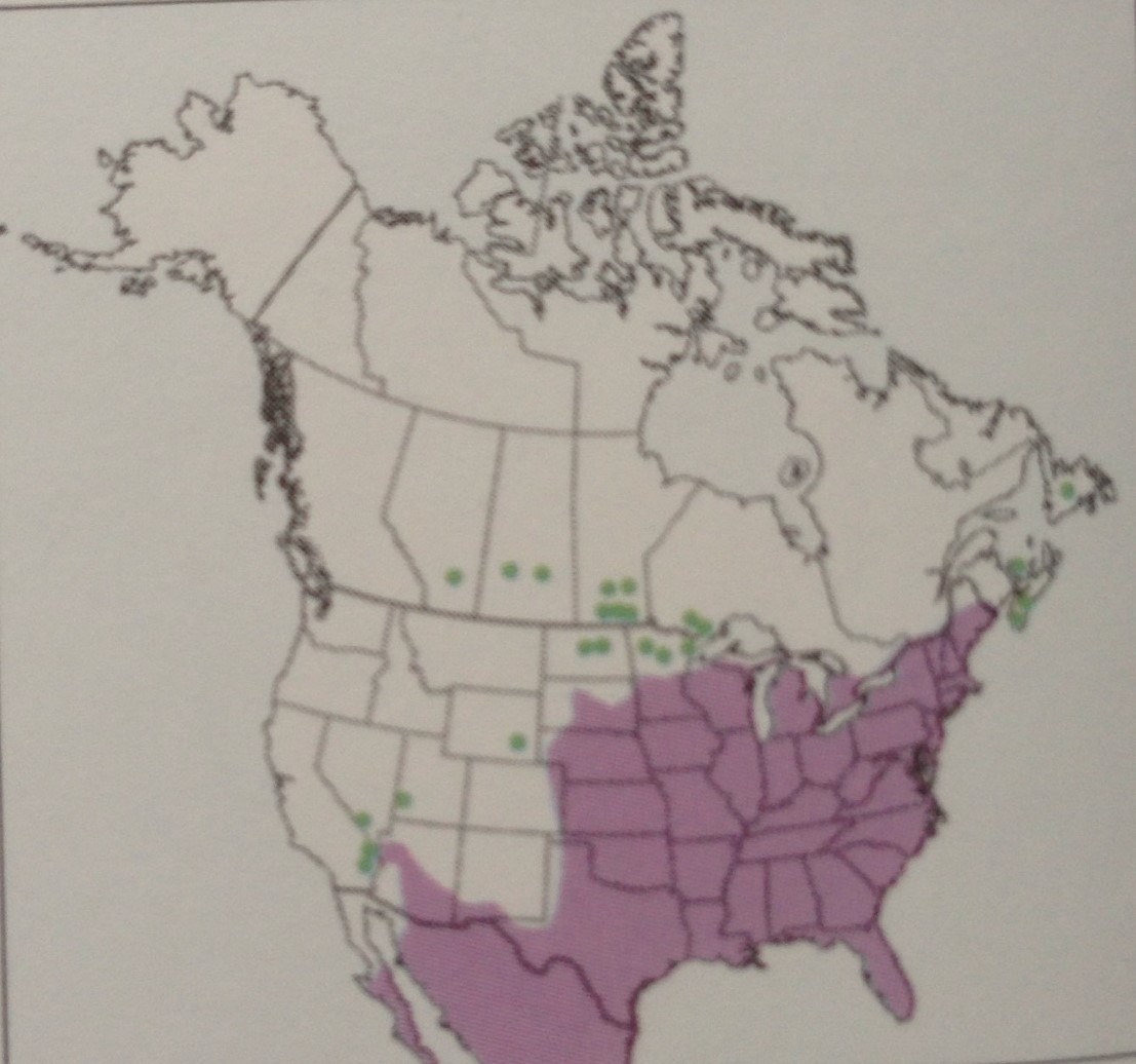 Birds: Northern Cardinal Cardinalis cardinalis Camden State Park ...