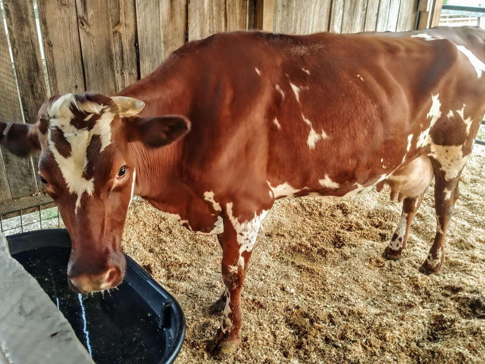 Another Mile Another Destination Blog: Steed’s Dairy Farm and Corn ...