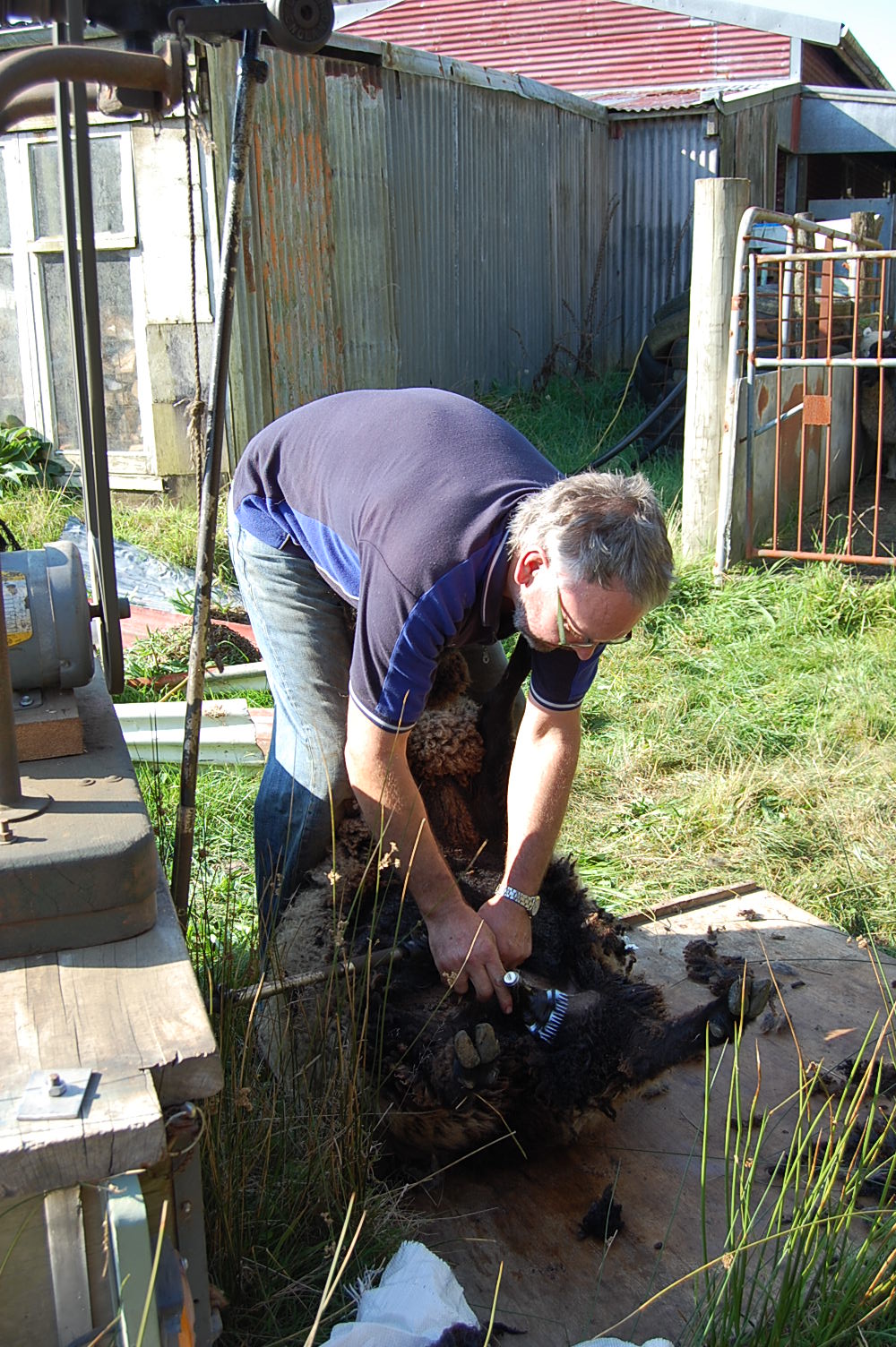 Living a Life at the Beach: The sheep shagger............