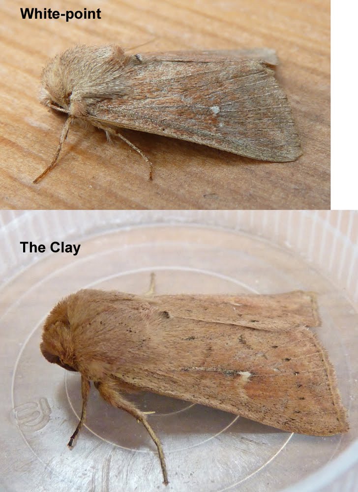 Cambs Moth Gallery