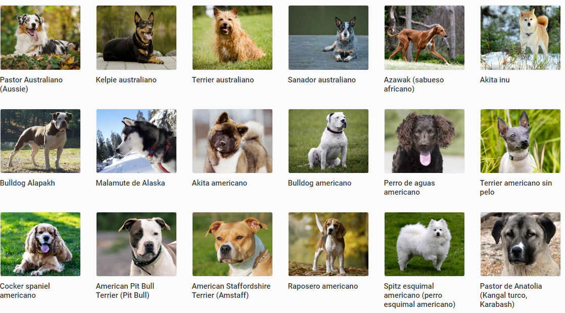 Totas las Razas de Perros En Orden Con Nombre de Cada RAZA DE PERRO