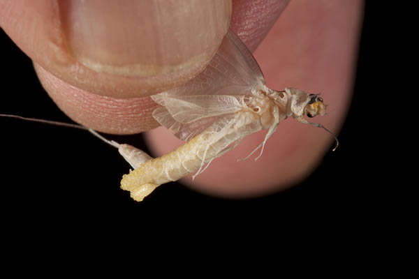 Las Partículas Elementales : UN DÍA DE VIDA, LA EFÍMERA