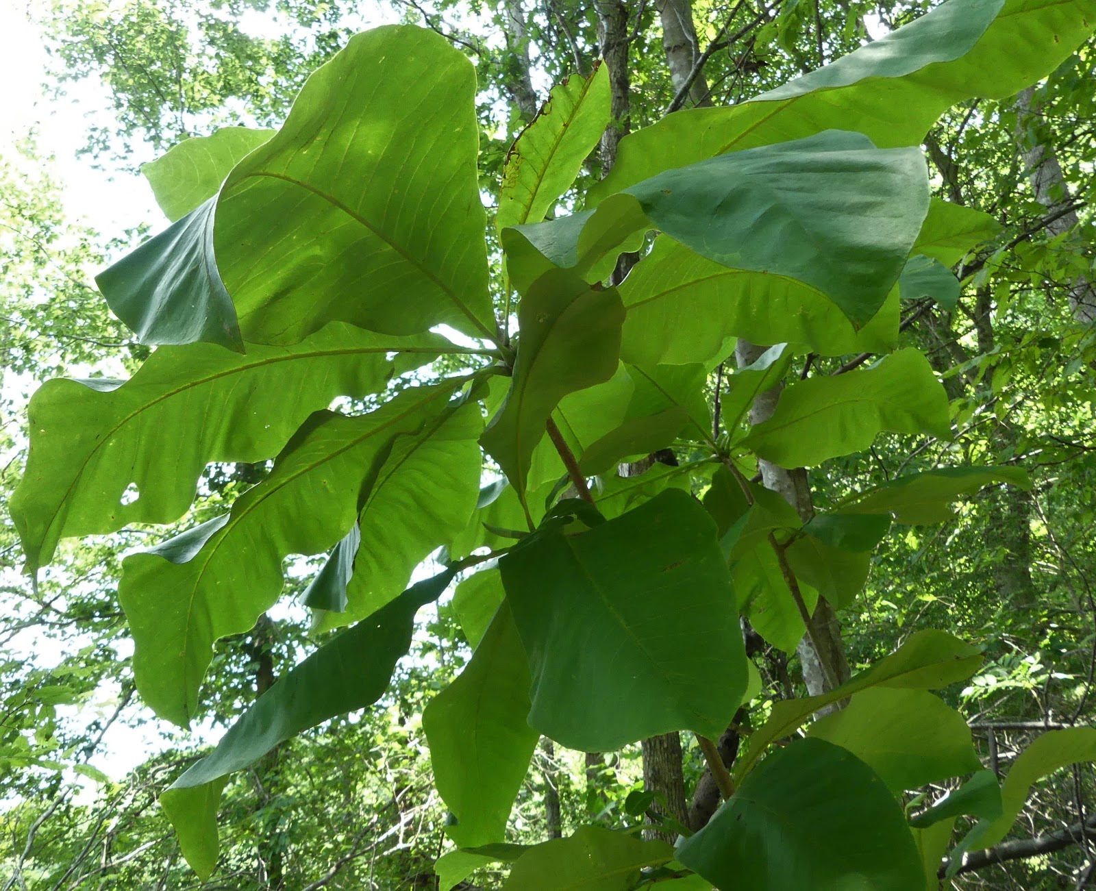 Raleigh Daily Photo: Big Leaf