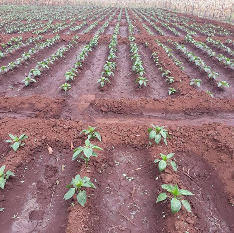 MUONGOZO MFUPI KILIMO BORA CHA PILIPILI HOHO