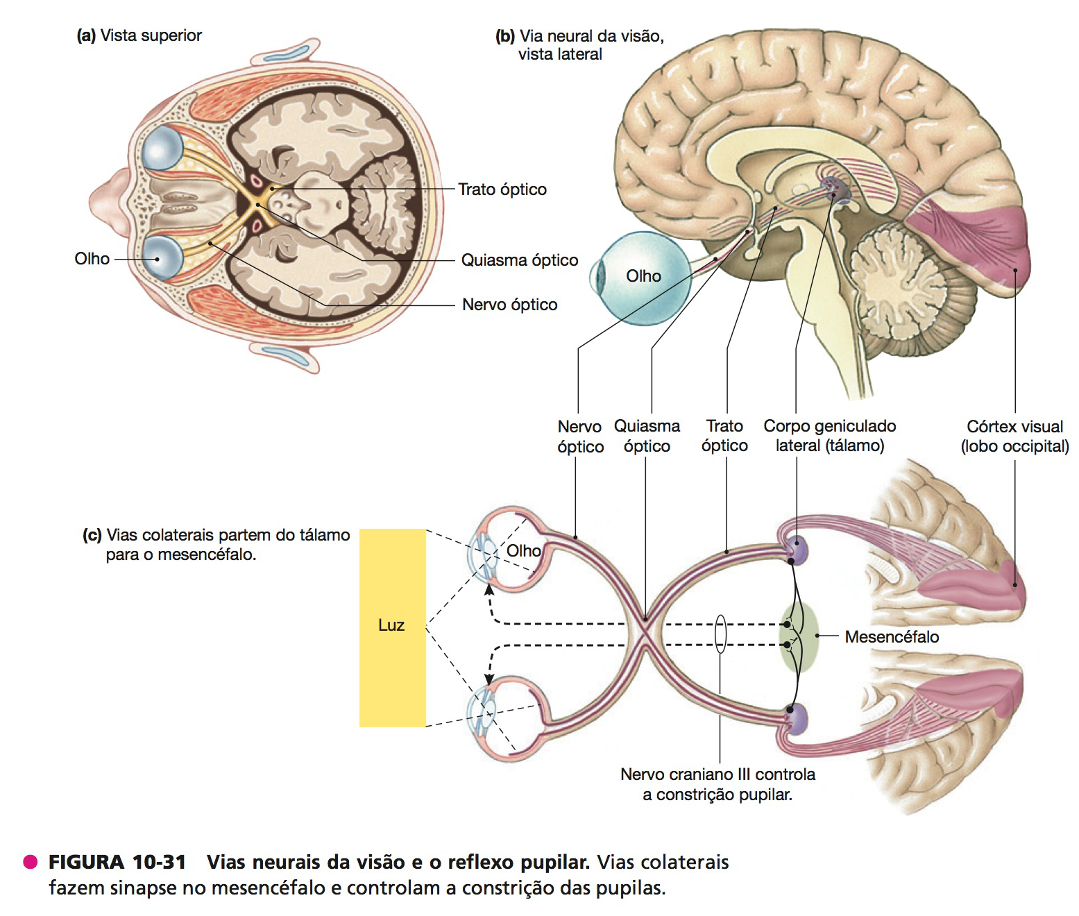 Vias neurais da visão e o reflexo pupilar
