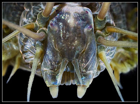 Real Monstrosities: King Ragworm