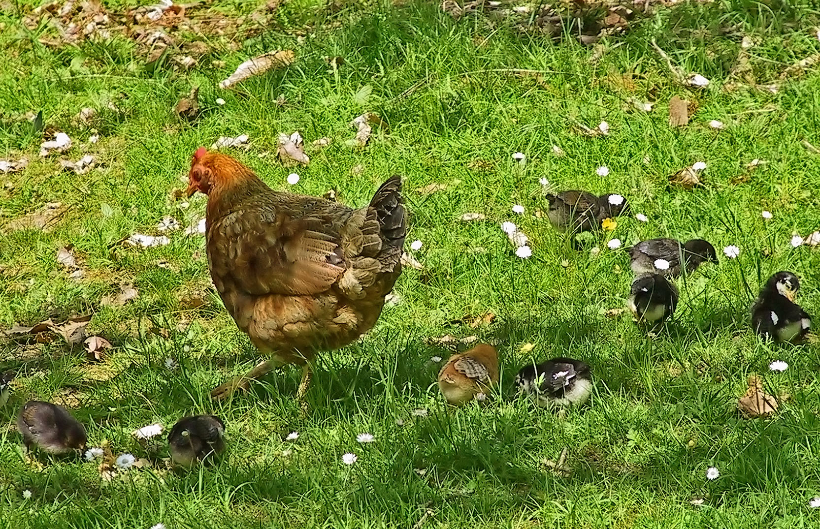 Living the life in Saint-Aignan: Barnyard birds in the Dordogne