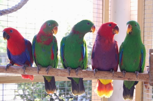 Eclectus Parrot Mutations
