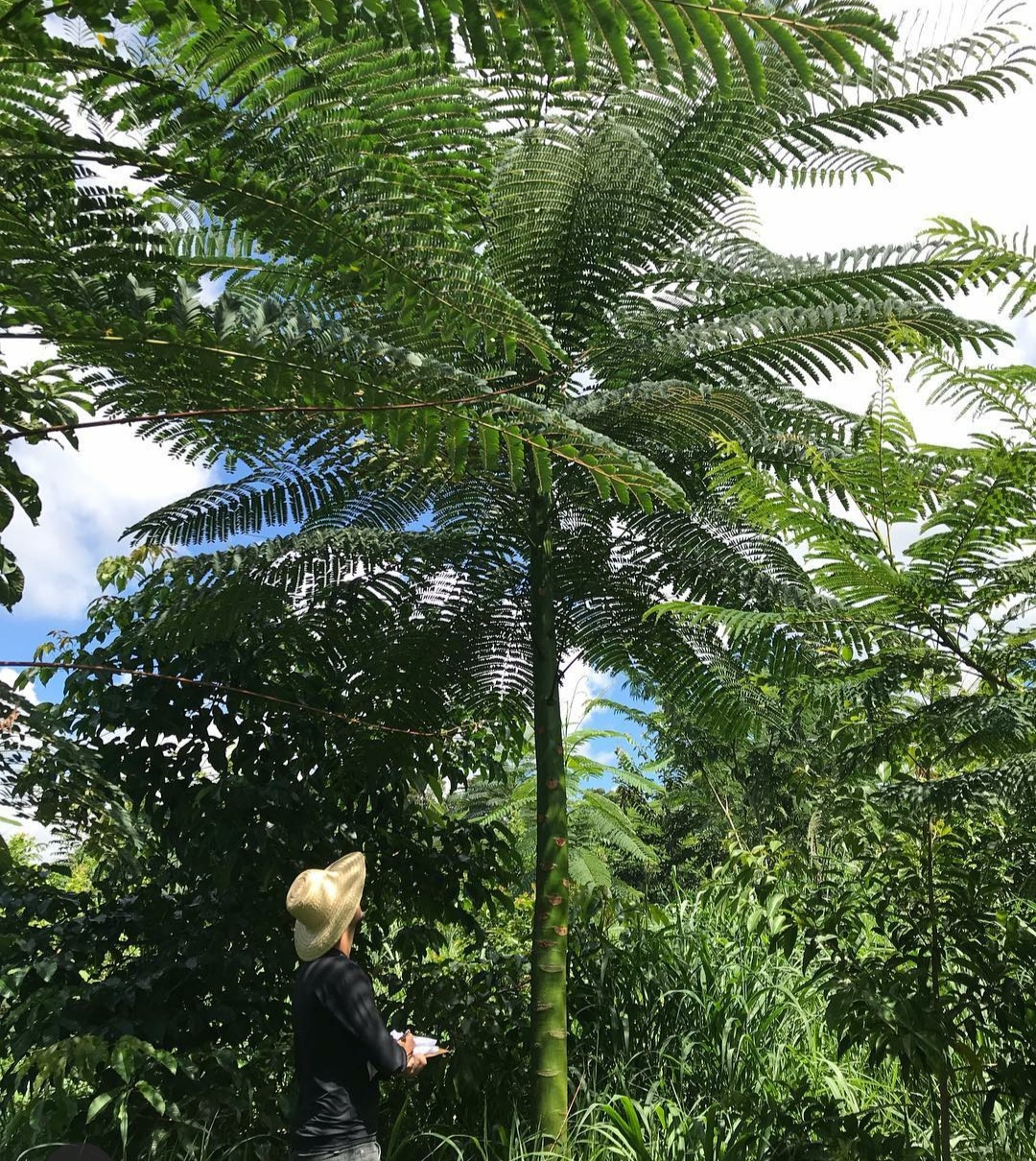 Bibit solobium: Mengenal tanaman solobium