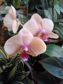 BUNGA ANGGERIK: Koleksi gambar bunga orkid yang cantik (Part 5)