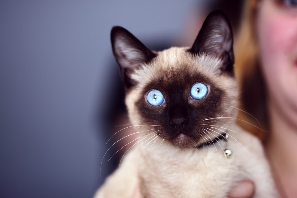 ANIMALS TIME : The 10 Cutest Siamese Cat pics