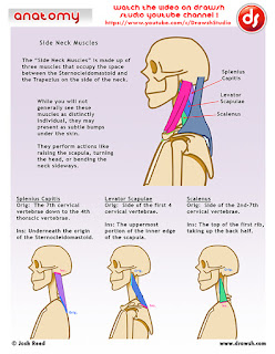 Drawsh: The Deep Neck Muscles