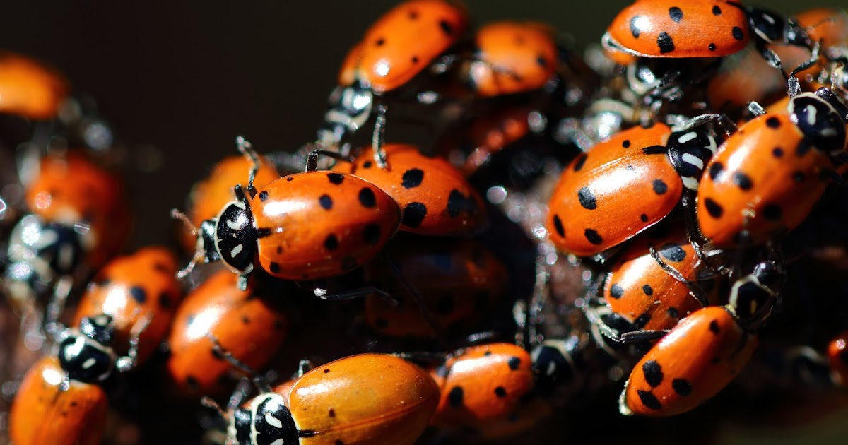 Reinhardt Redwood Regional Park - Ladybug