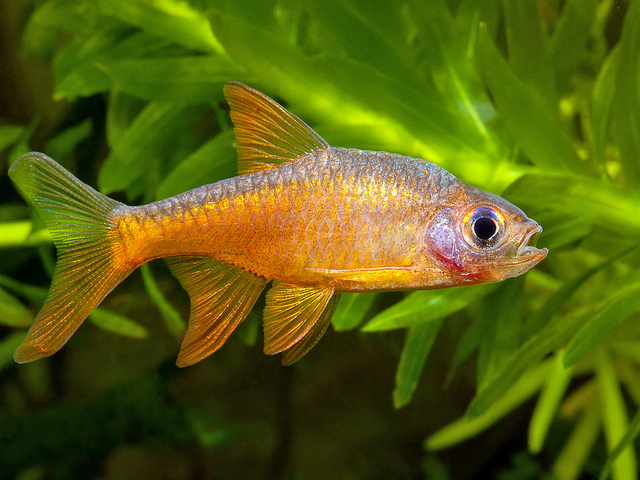 Golden rasbora -hal mal dandia (Rasbora nigromarginata) | FRESHWATER ...
