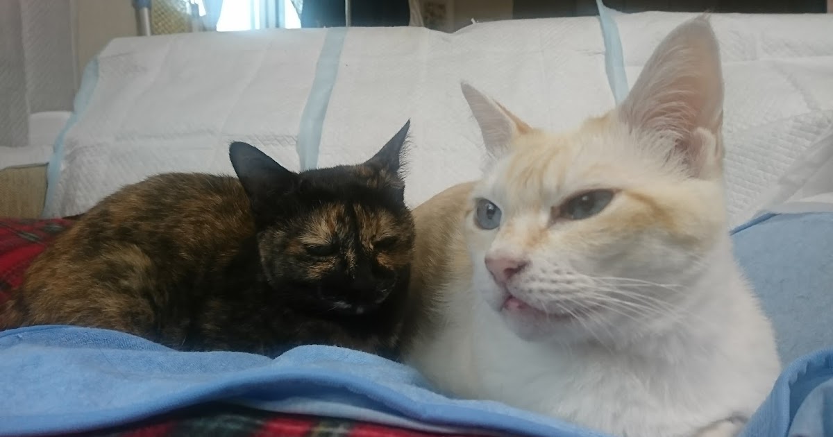 The Healing Power of Cats