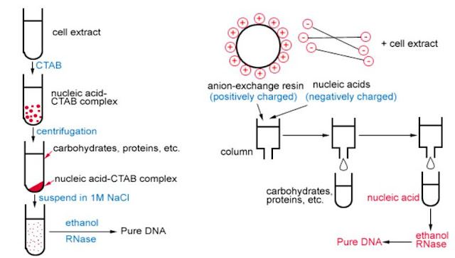 [Purification of DNA from Living Cells] Total cell DNA의 분리 - 3부