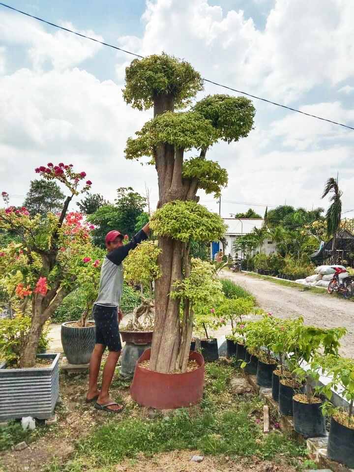 Jual Bonsai Anting Putri Murah - TUKANG TAMAN SURABAYA