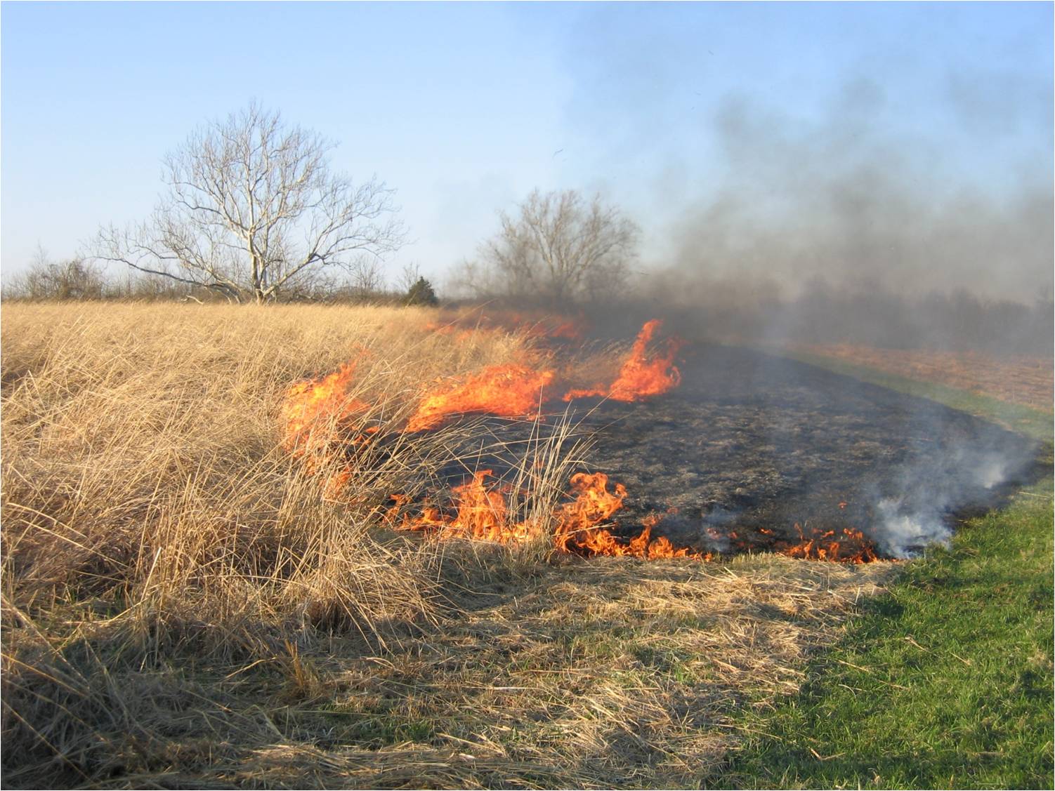 KY Natural Inquirer: Native Grasslands