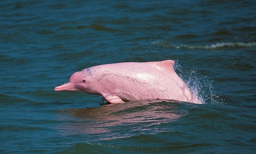 Delfín Rosado del Amazonas.