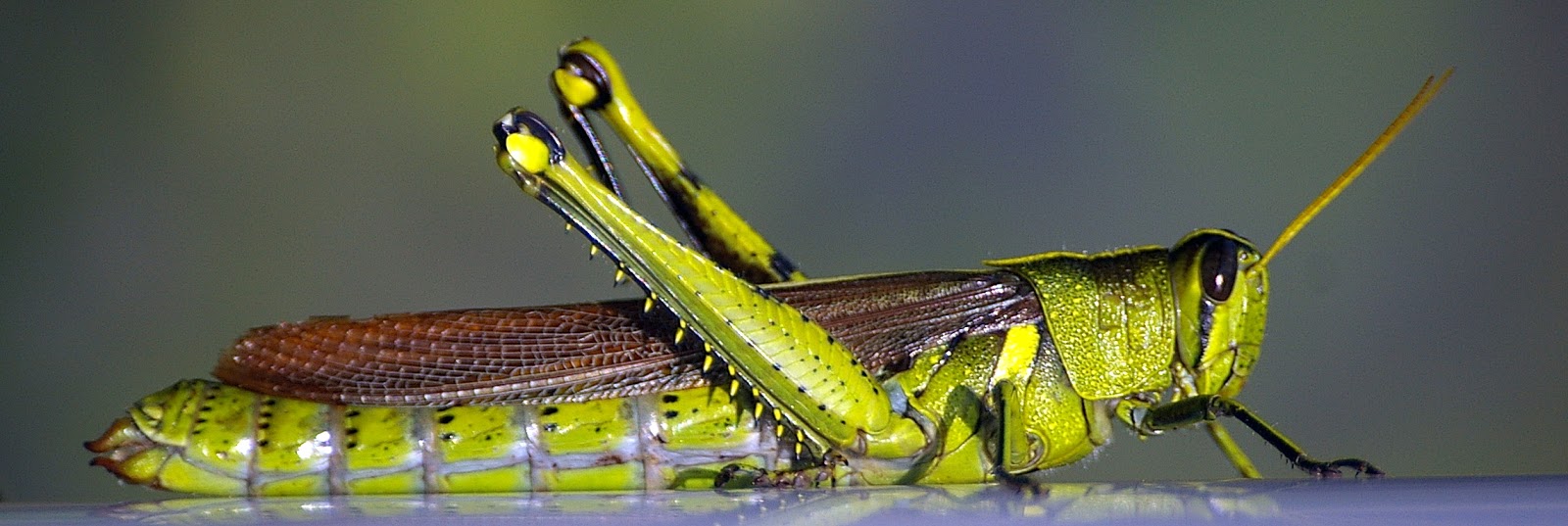 Grasshoppers have ears in their bellies | The Fact Base Grasshoppers have ears in their bellies | The Fact Base