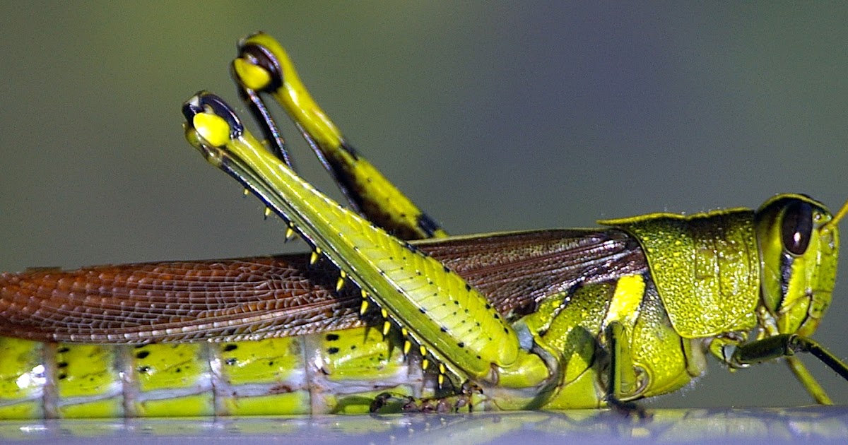 Grasshoppers have ears in their bellies | The Fact Base Grasshoppers have ears in their bellies | The Fact Base
