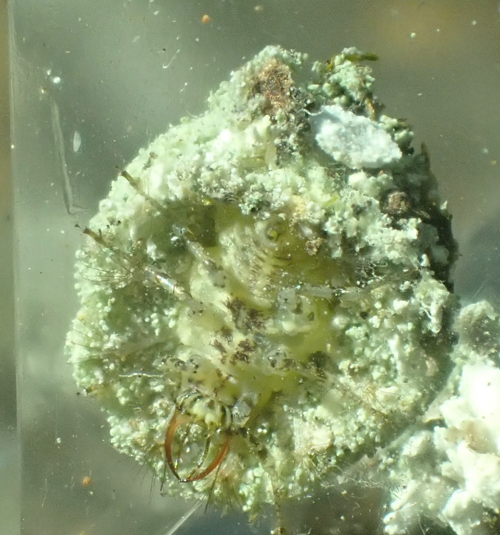 Springfield Plateau: Junk Bugs