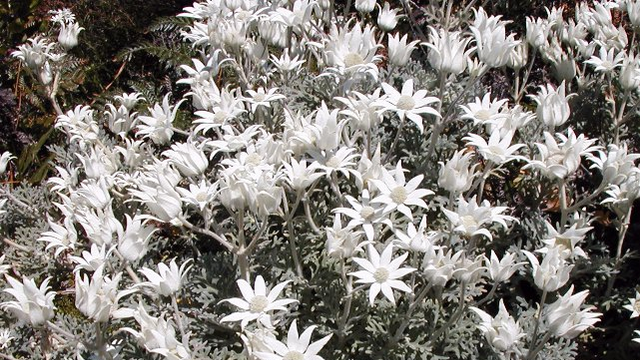 Flowers in Hunter's Dream | Bloodborne Wiki