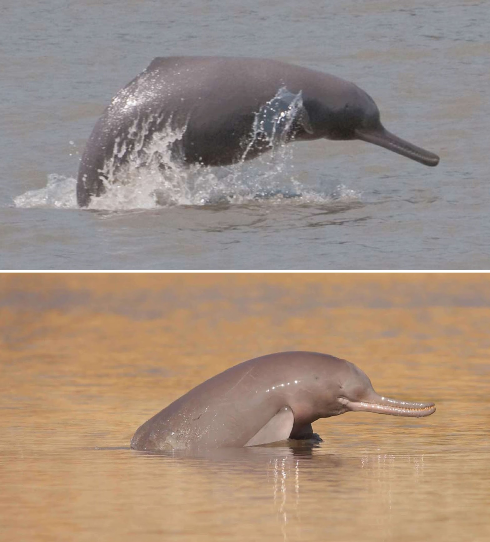 Species New to Science: [Mammalogy • 2020] Platanista gangetica & P ...