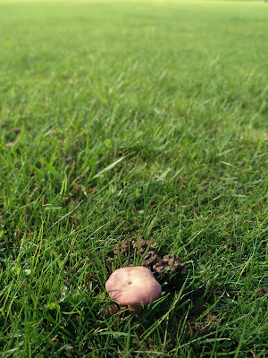 Misidentifying Fungi: Portrait of a pink mushroom: Rugosomyces carneus