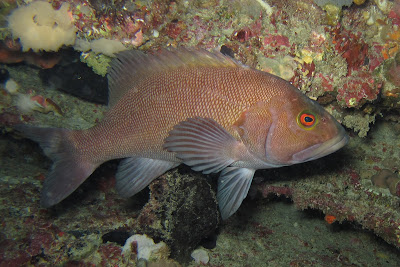 BillsDiving: Breaksea Cod