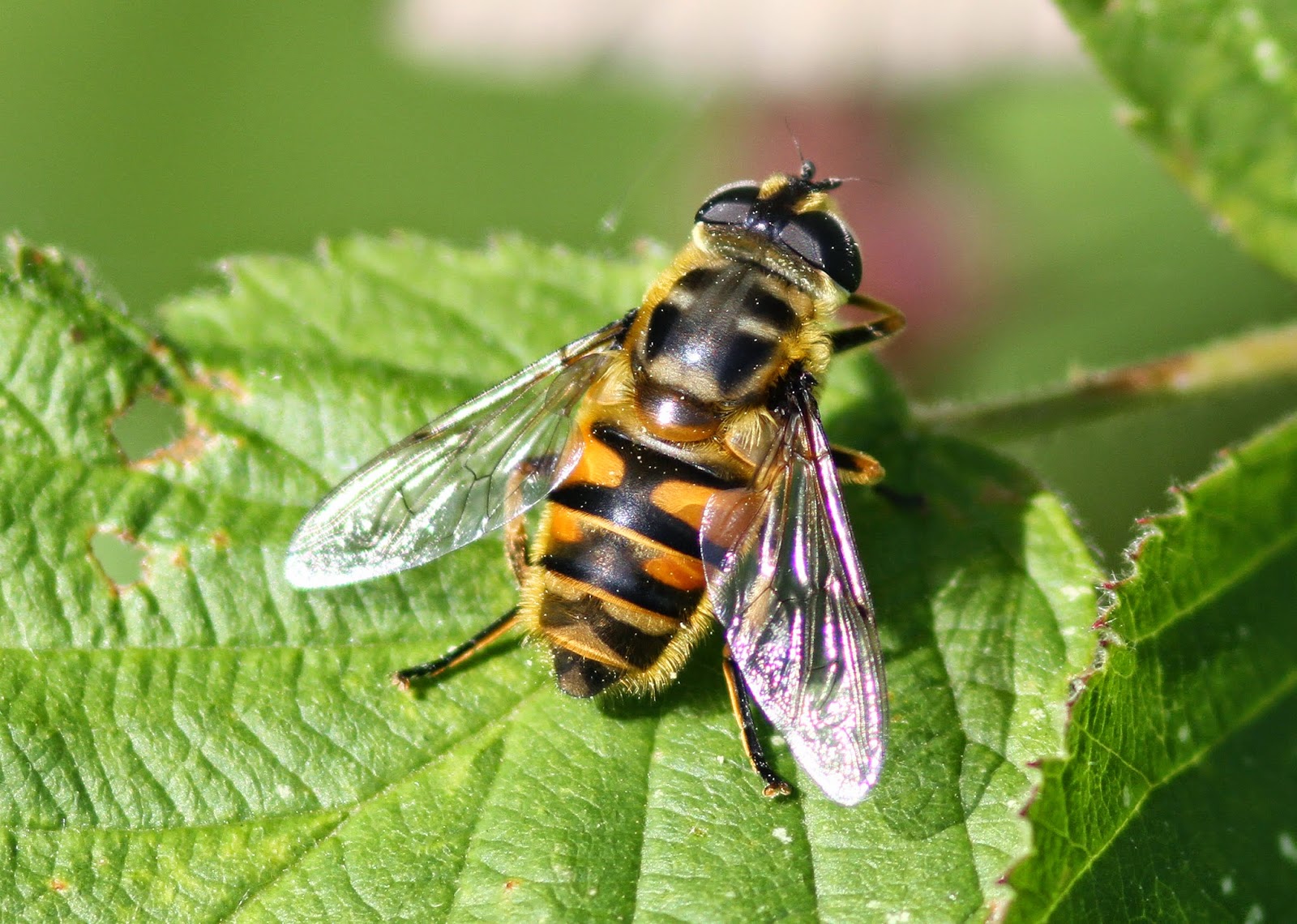 Non-stop Birding X: Hoverflies