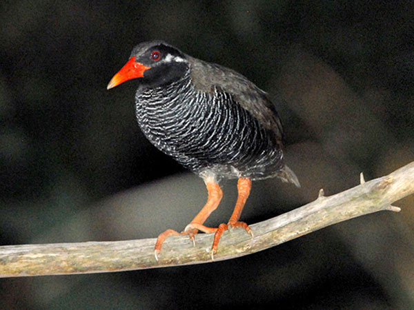 Okinawa Rail | Animal Wildlife