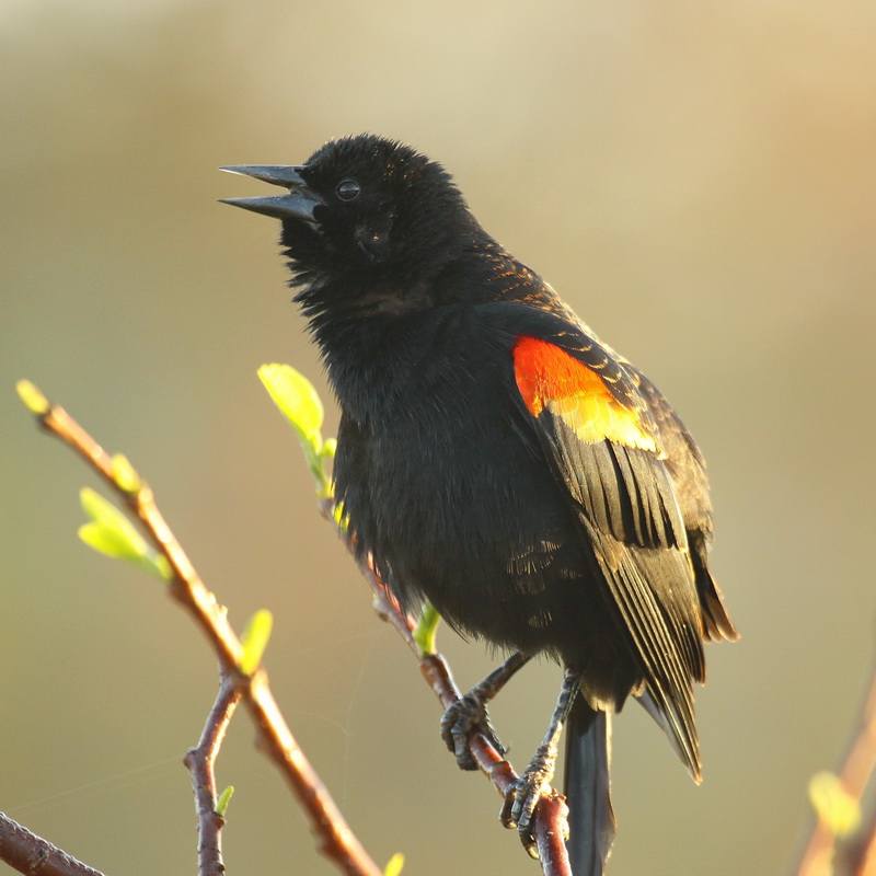 Birding Is Fun!: “Conk-a-reeeee!” - Sign of Spring