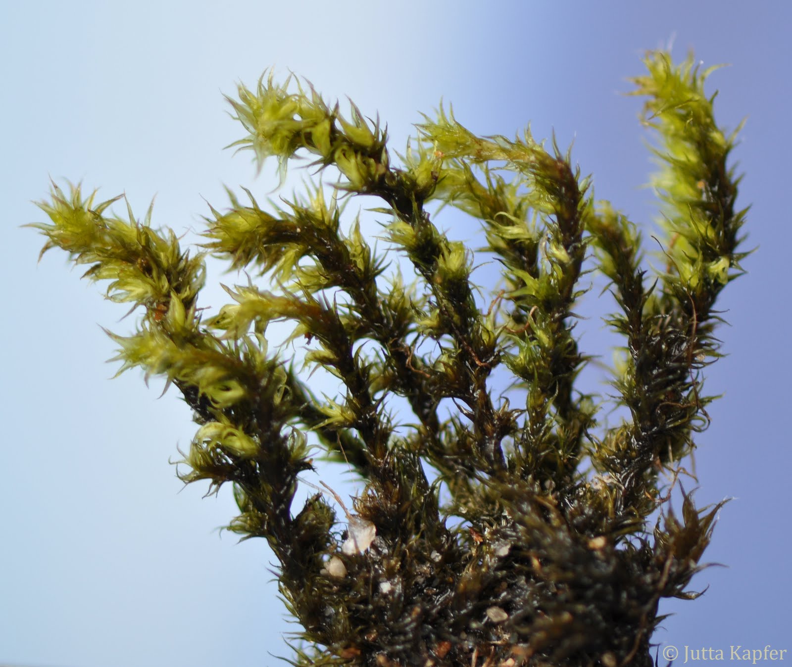 Bryophytes of Central and Northern Europe: Racomitrium ericoides