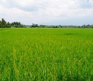 Soil and Environment: Methane emission from rice fields