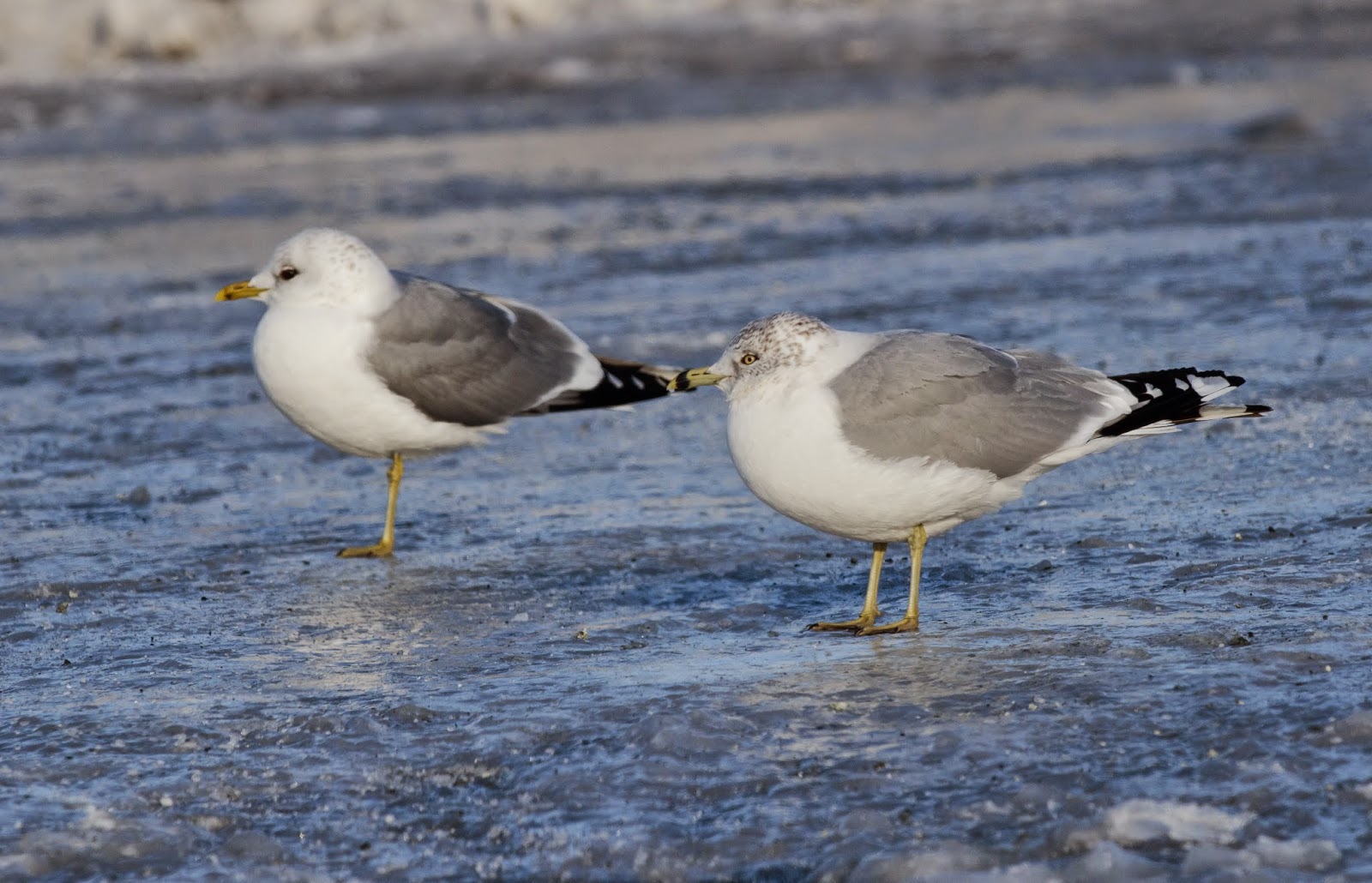 Alix Arthur d'Entremont: Common Gull
