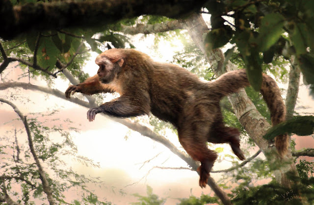 The Magic cafe: Исчезнувшая Южная Америка Велизара Симеоновски. Часть ...