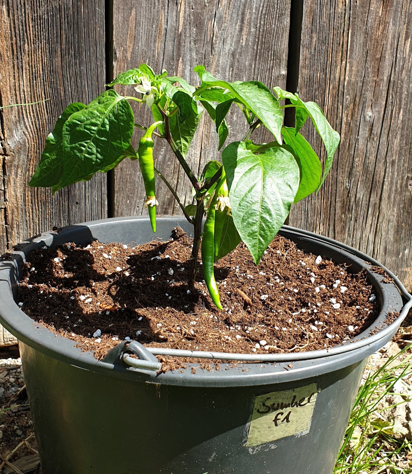 Chilihead77.de: Mai 2020