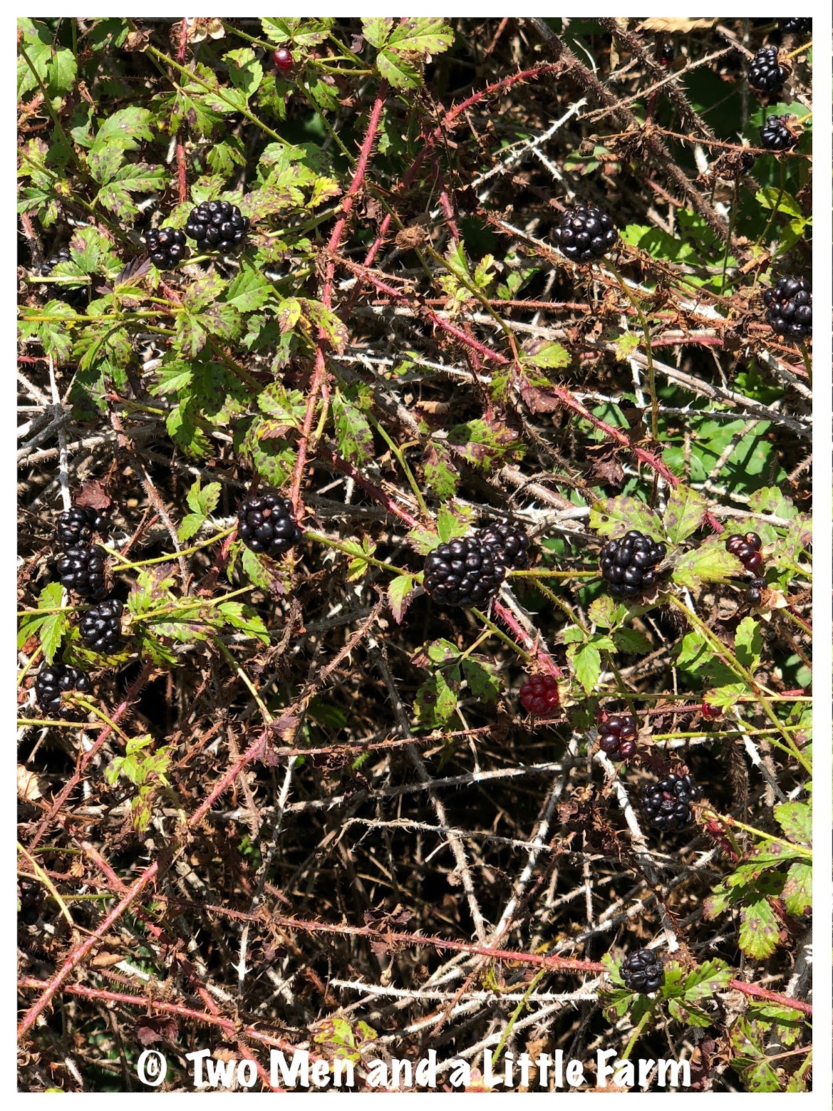 Two Men and a Little Farm: DEWBERRY GATHERING END OF SEASON