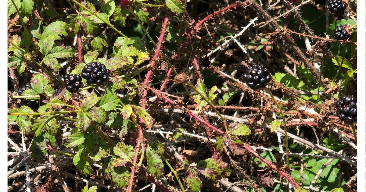 Two Men and a Little Farm: DEWBERRY GATHERING END OF SEASON