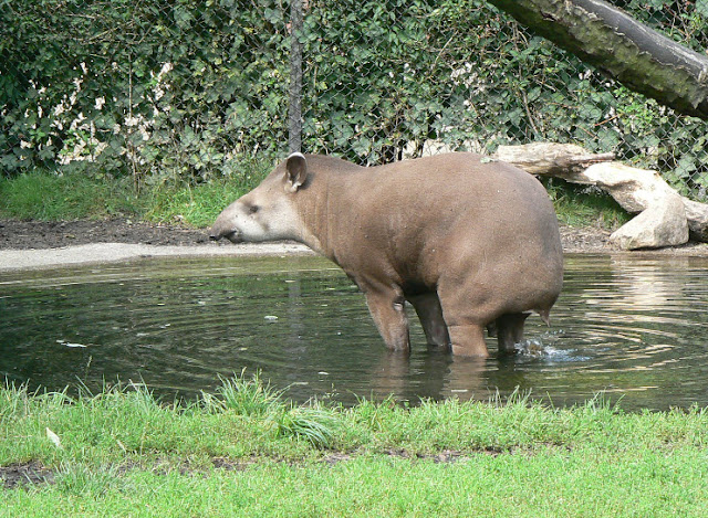 Tapir | The Biggest Animals Kingdom