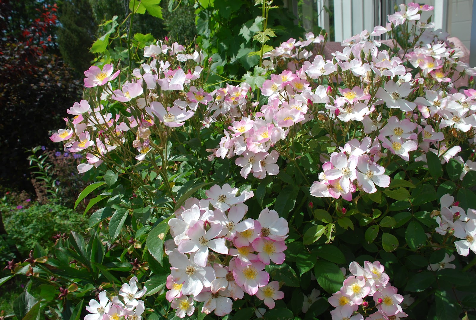 I never promised you a rose garden - Mina rosor : Lyda Rose