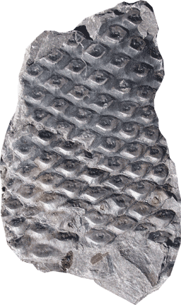 Escenarios prehistóricos: Sigillaria