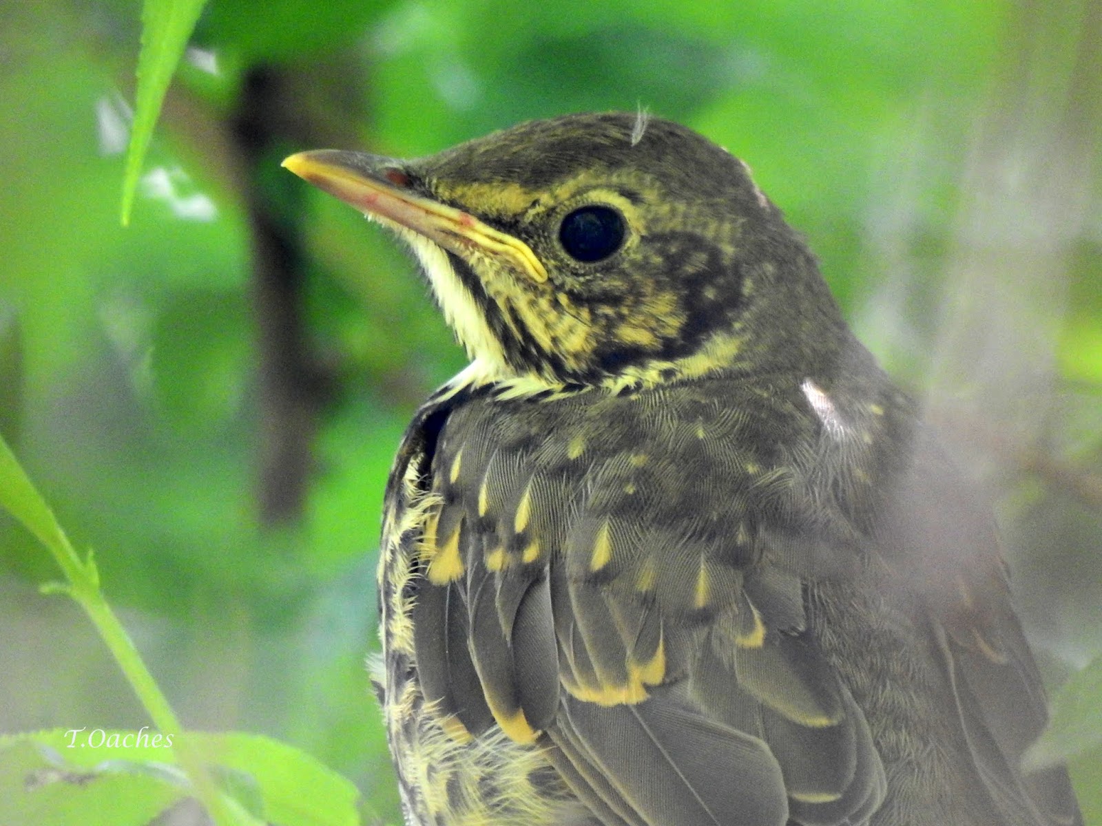 PASARI DIN ROMANIA: STURZ CANTATOR, Turdus philomelos