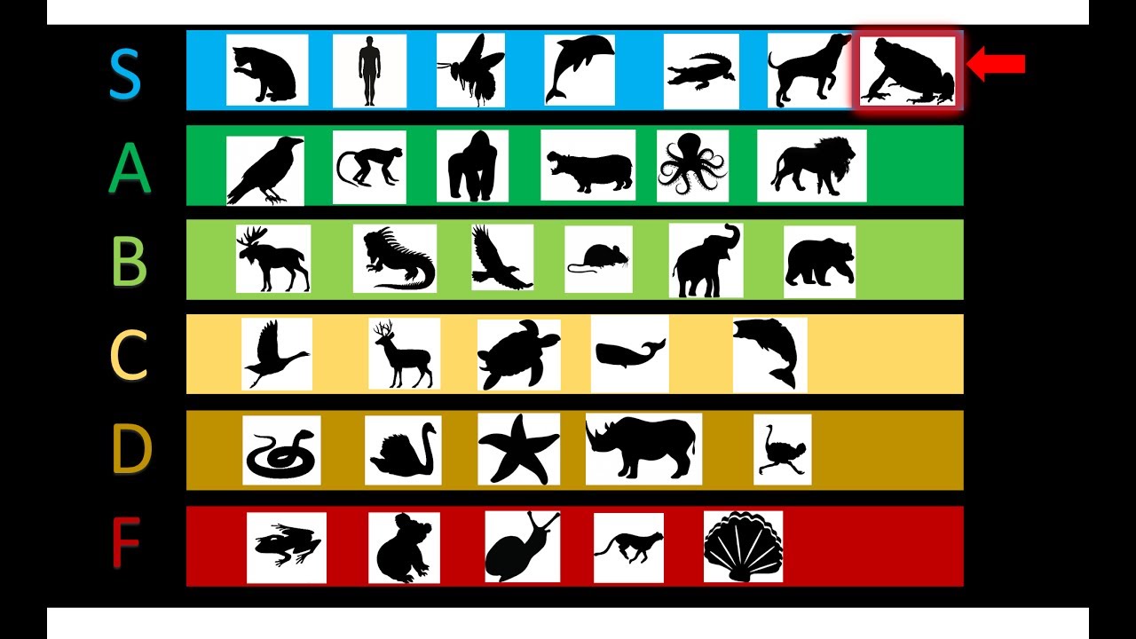 Animal Youtube Channel Highlight - TierZoo