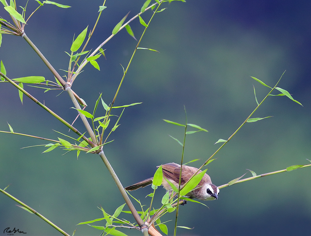 Birds and Nature Photography @ Raub: Birds on Bamboo - part 2