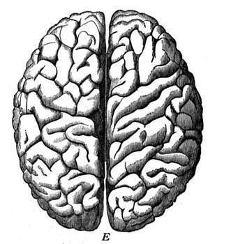 Brain Jack Image: Brain Hemispheres